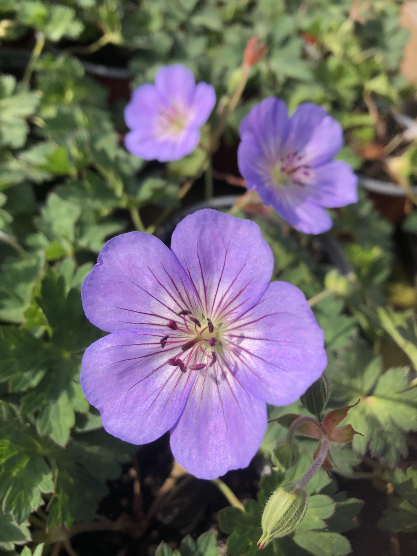 Egenodlade perenner till försäljning
